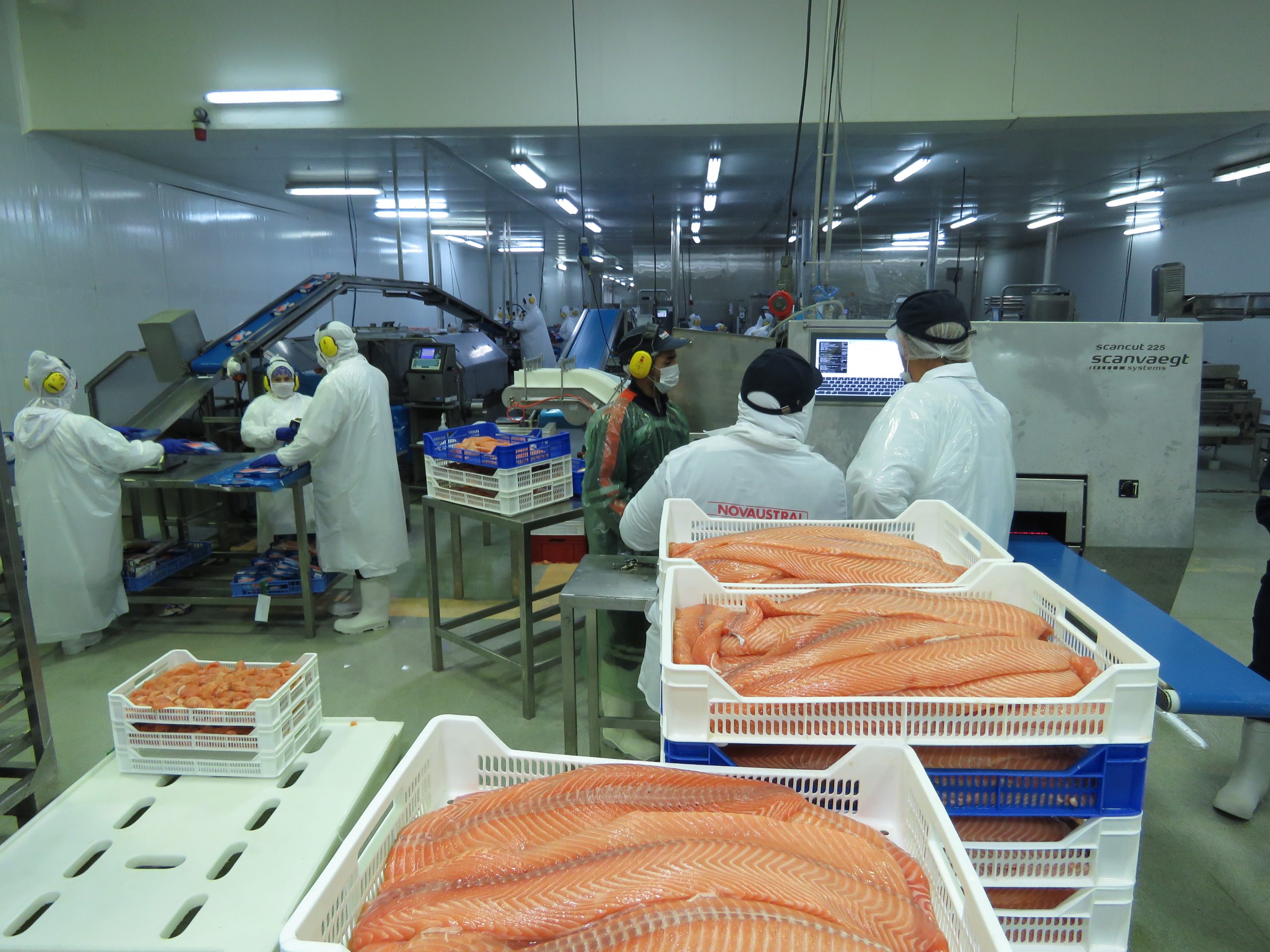 Conozca el detalle de las exportaciones de salmones y truchas de Chile ...
